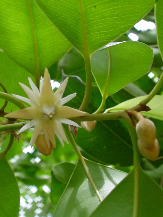 Plantekey